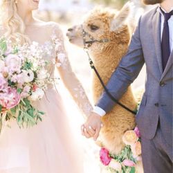 Edel Haus Alpaca Farm | Jersey Shore Scene