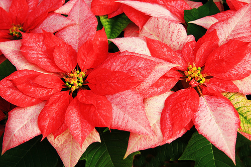 December Birth Flower- The Poinsettia - Jersey Shore Scene