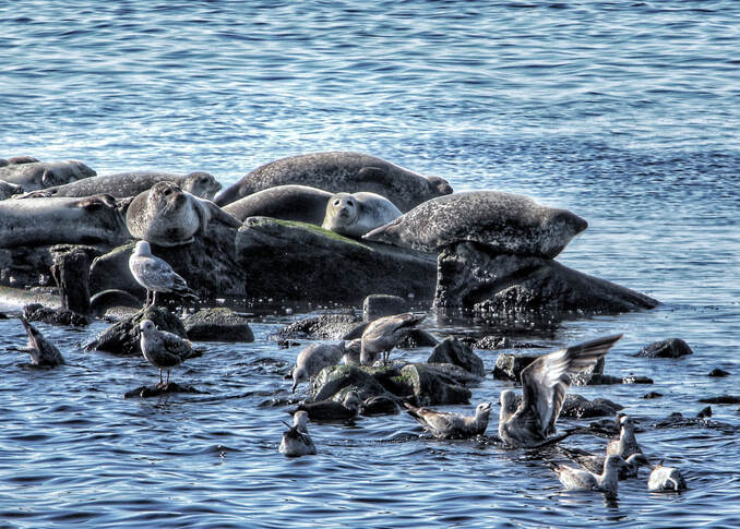 Seal and Waterfowl Walk - Sandy Hook, NJ - Jersey Shore Scene