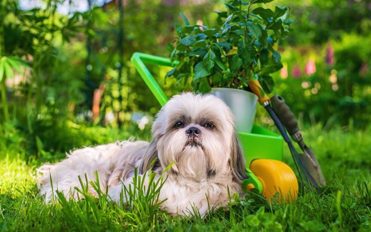 Creating A Dog Friendly Garden - Jersey Shore Scene